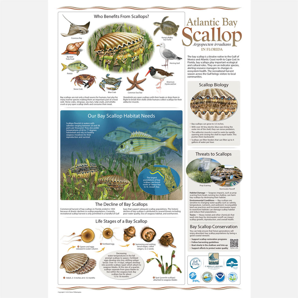 "Atlantic Bay Scallop" Poster – drawnbydawn