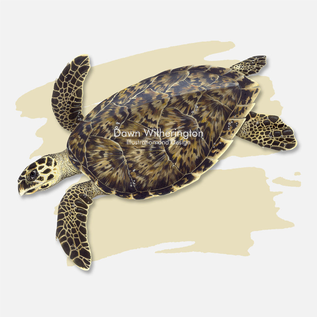 Hawksbill sea turtle with graphic – drawnbydawn
