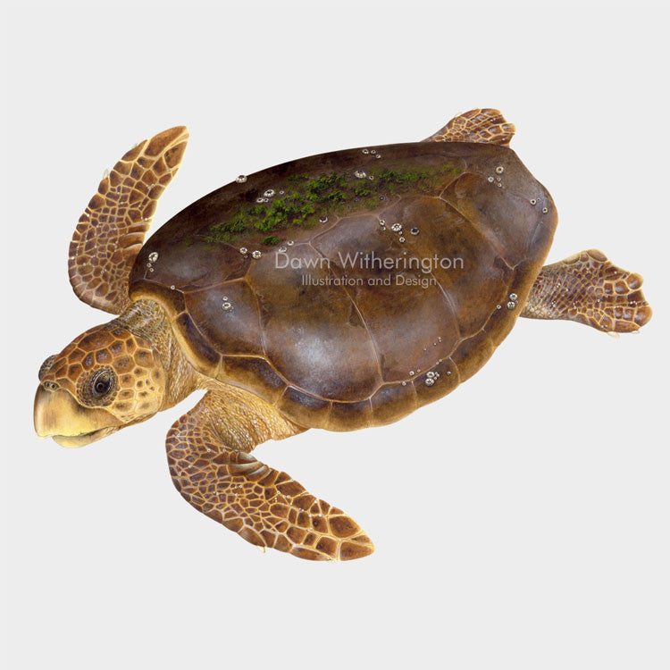 Loggerhead Sea Turtle Adult – drawnbydawn