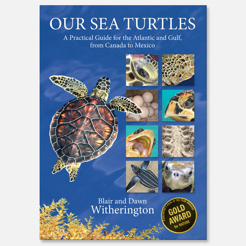 Our Sea Turtles by Blair and Dawn Witherington – drawnbydawn