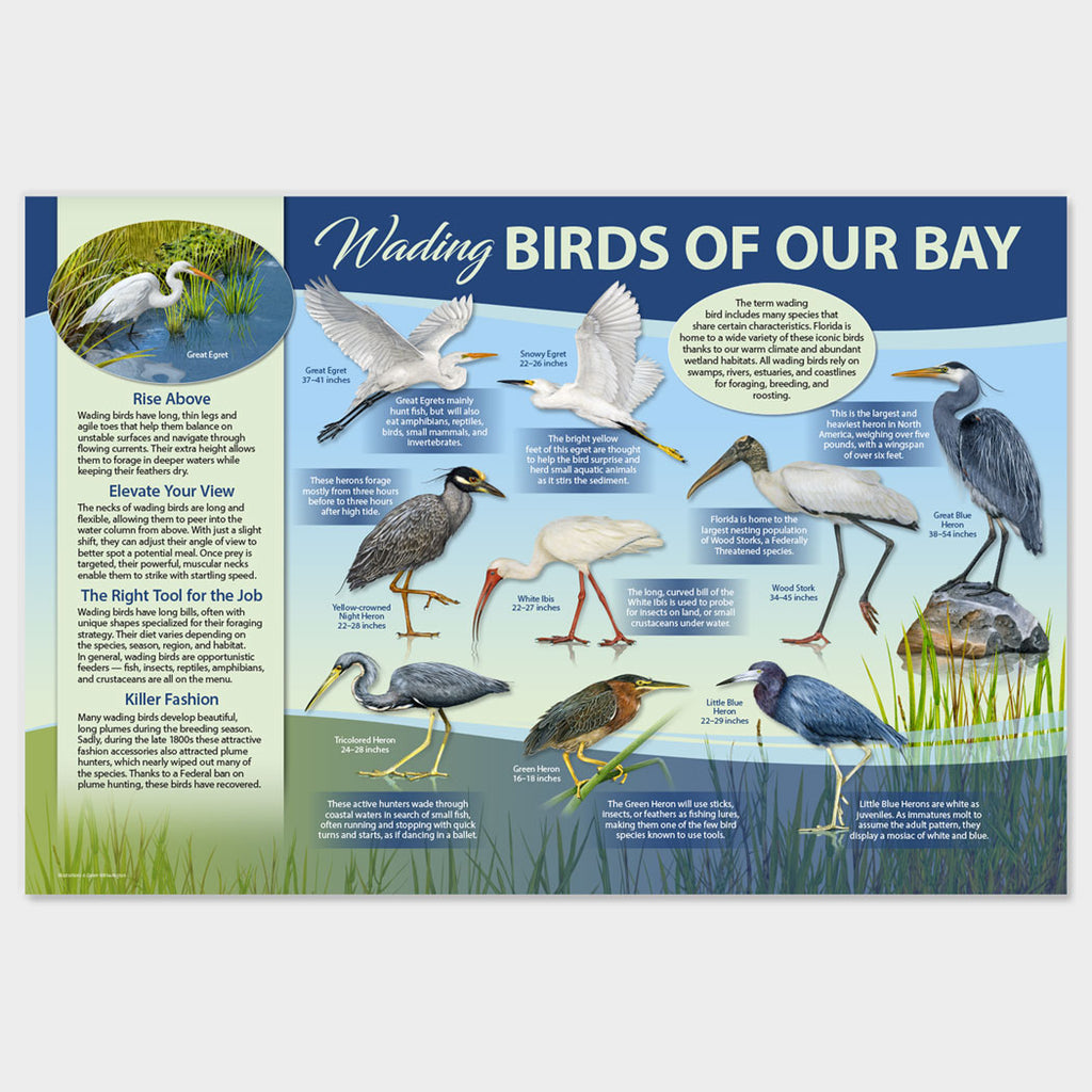 Leffis Key "Wading Birds of Our Bay" – drawnbydawn