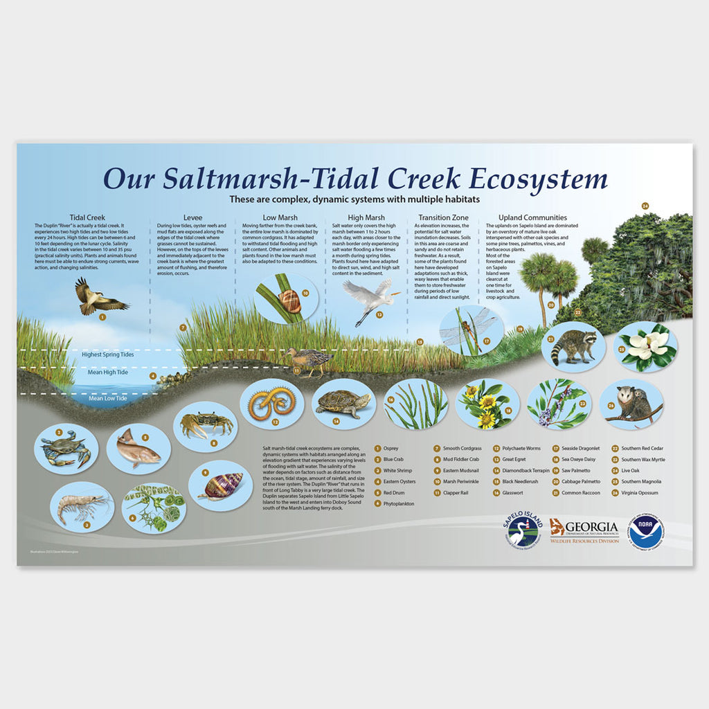 Sapelo Island Saltmarsh-Tidal Creek Ecosystem Display – drawnbydawn
