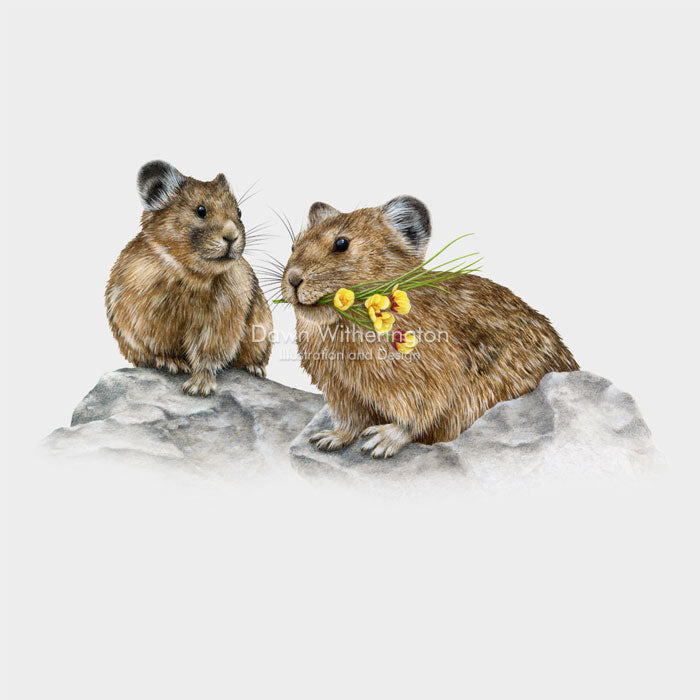 American Pikas – drawnbydawn