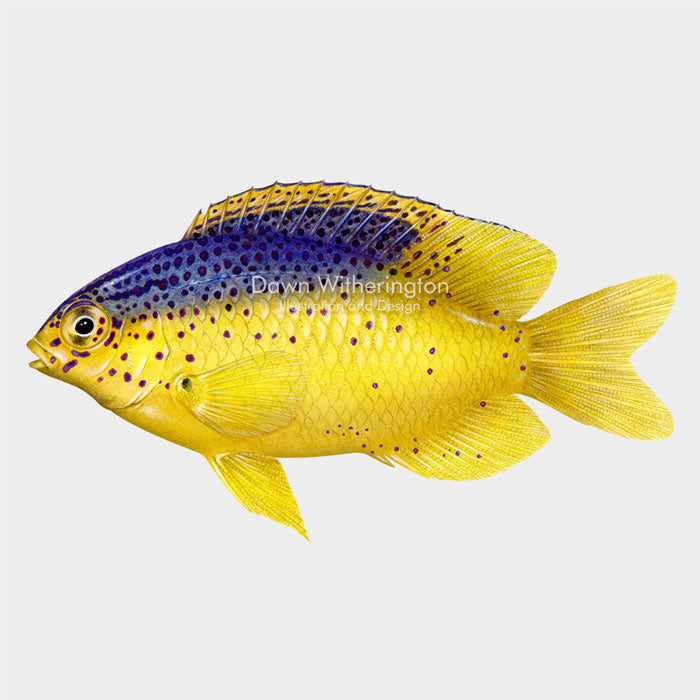 Beaugregory – drawnbydawn