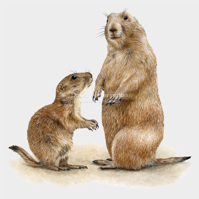 Black-tailed Prairie Dogs – drawnbydawn