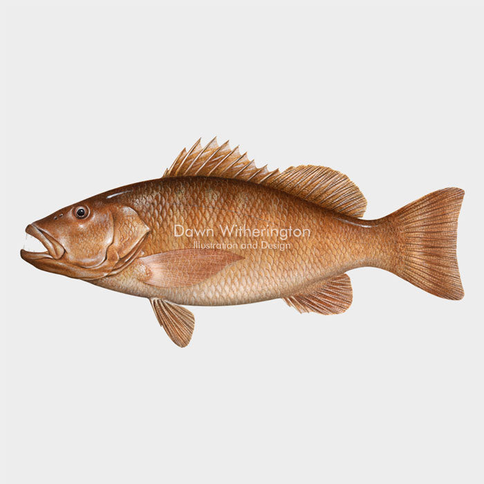 Cubera Snapper – drawnbydawn