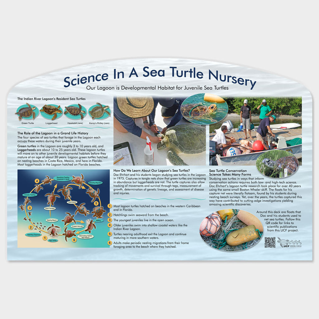"Science in a Sea Turtle Nursery" Display – drawnbydawn