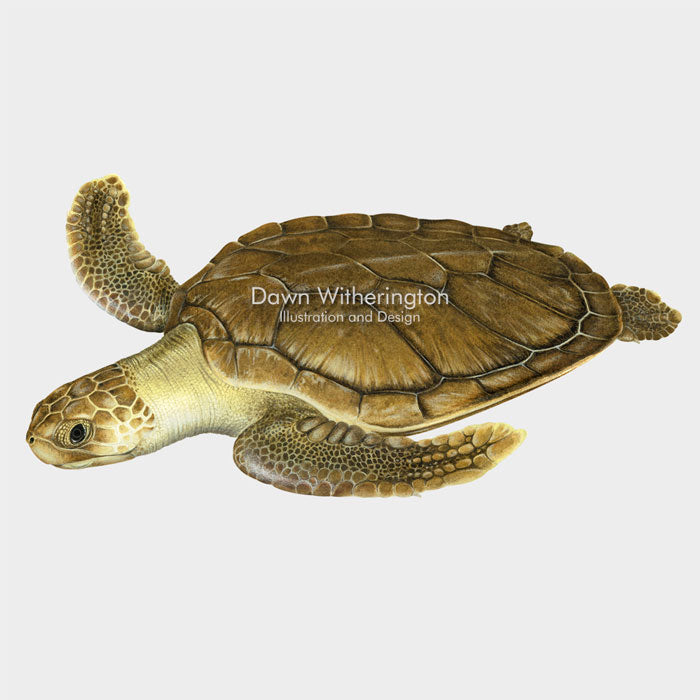 Flatback Sea Turtle Juvenile – drawnbydawn