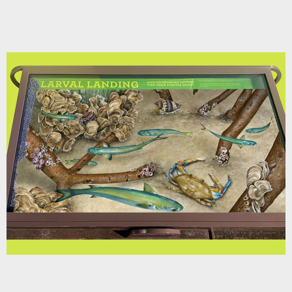 Oyster Spat Game, Florida Oceanographic Society Ocean EcoCenter ...