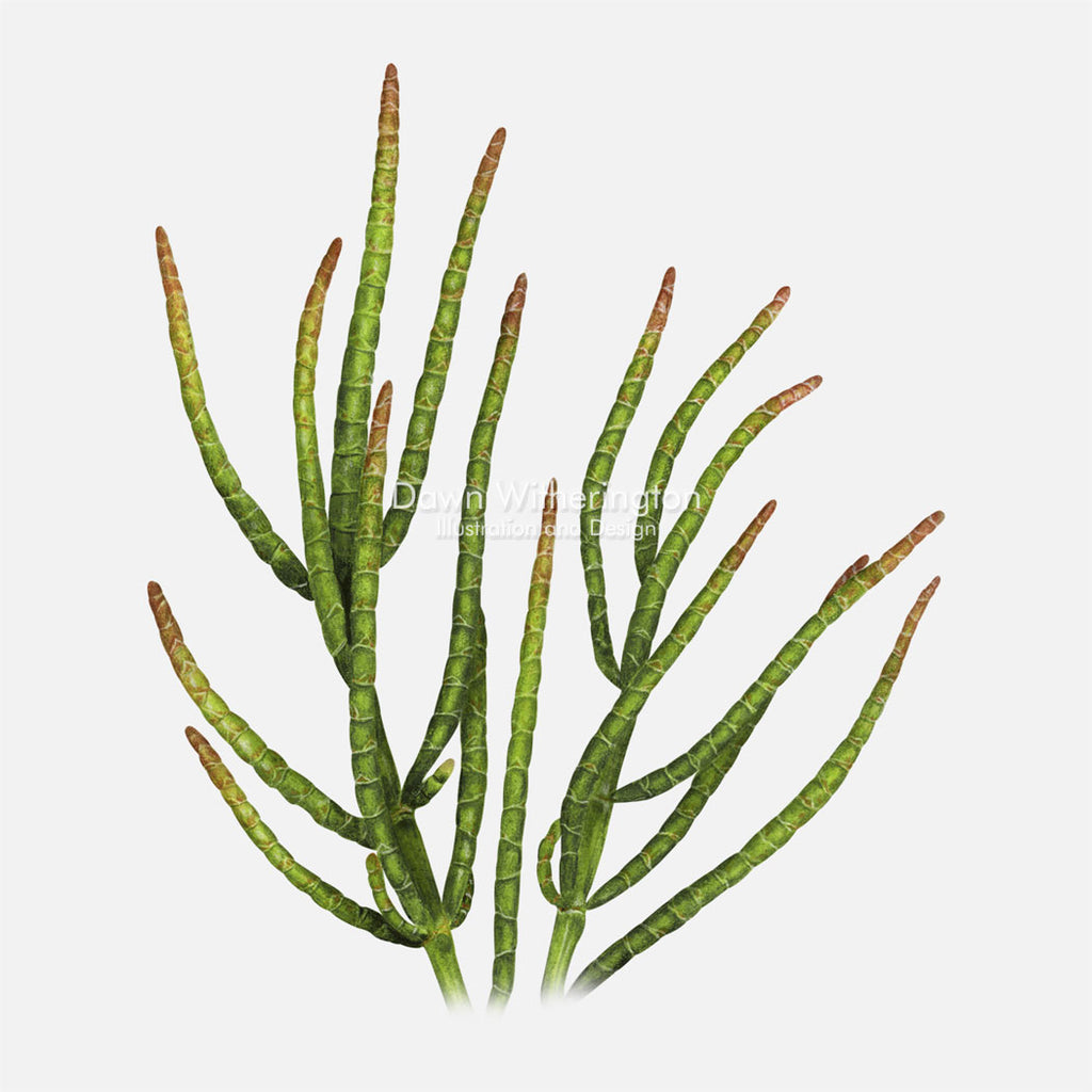 Glasswort – drawnbydawn