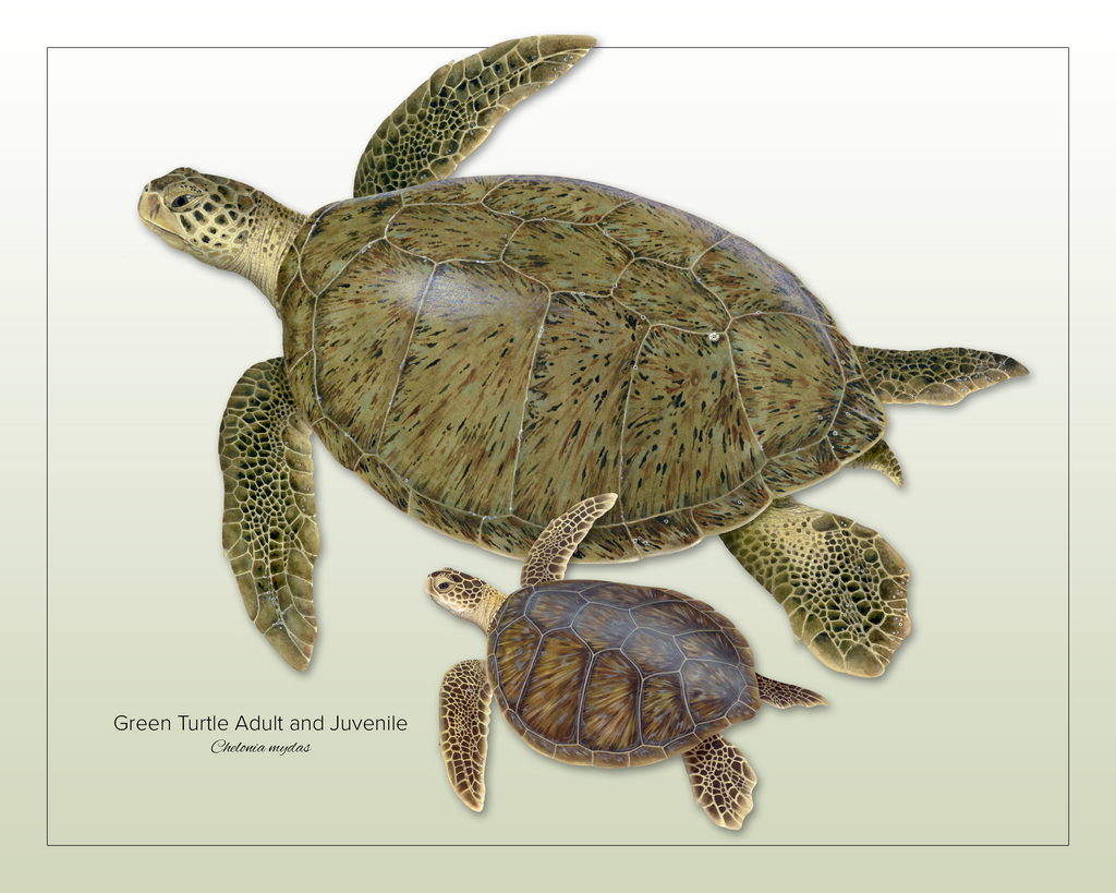 Green Turtle Adult and Juvenile Print – drawnbydawn