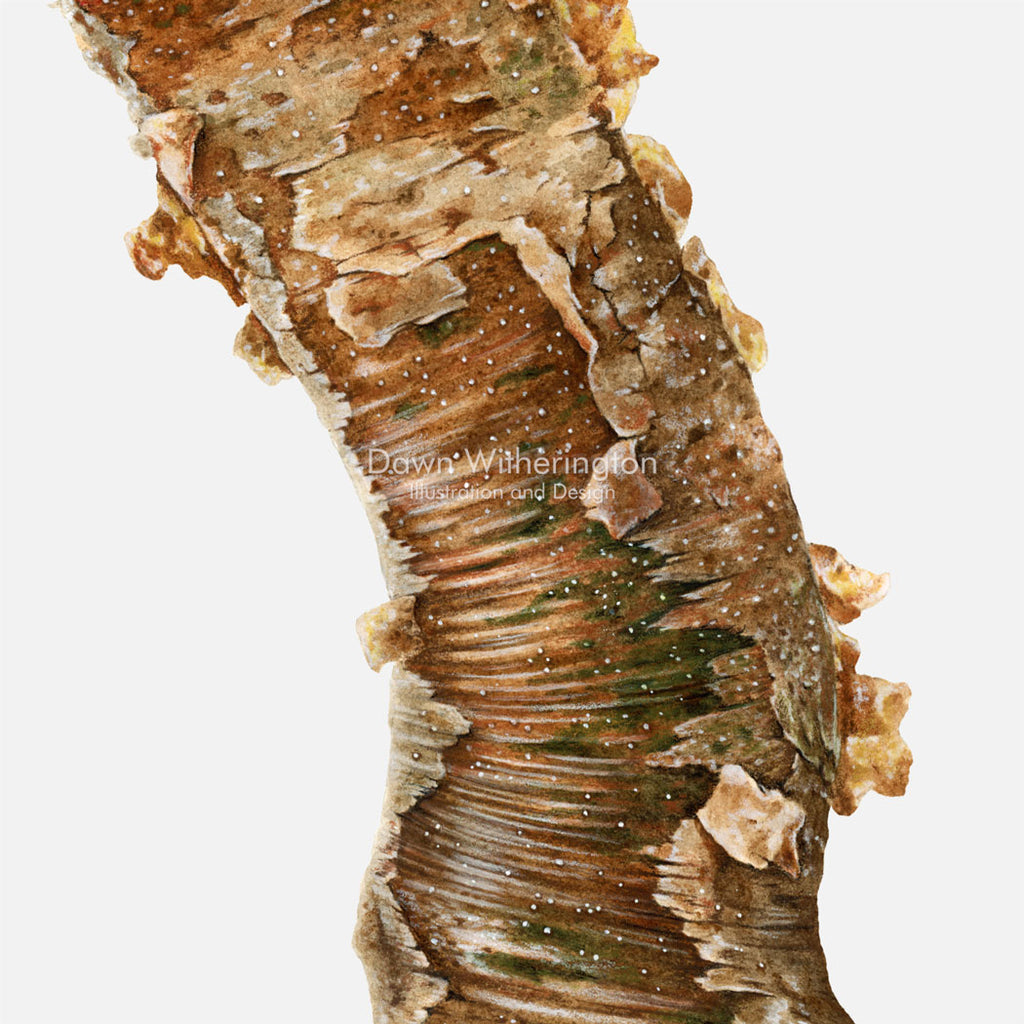 Gumbo Limbo Trunk – drawnbydawn