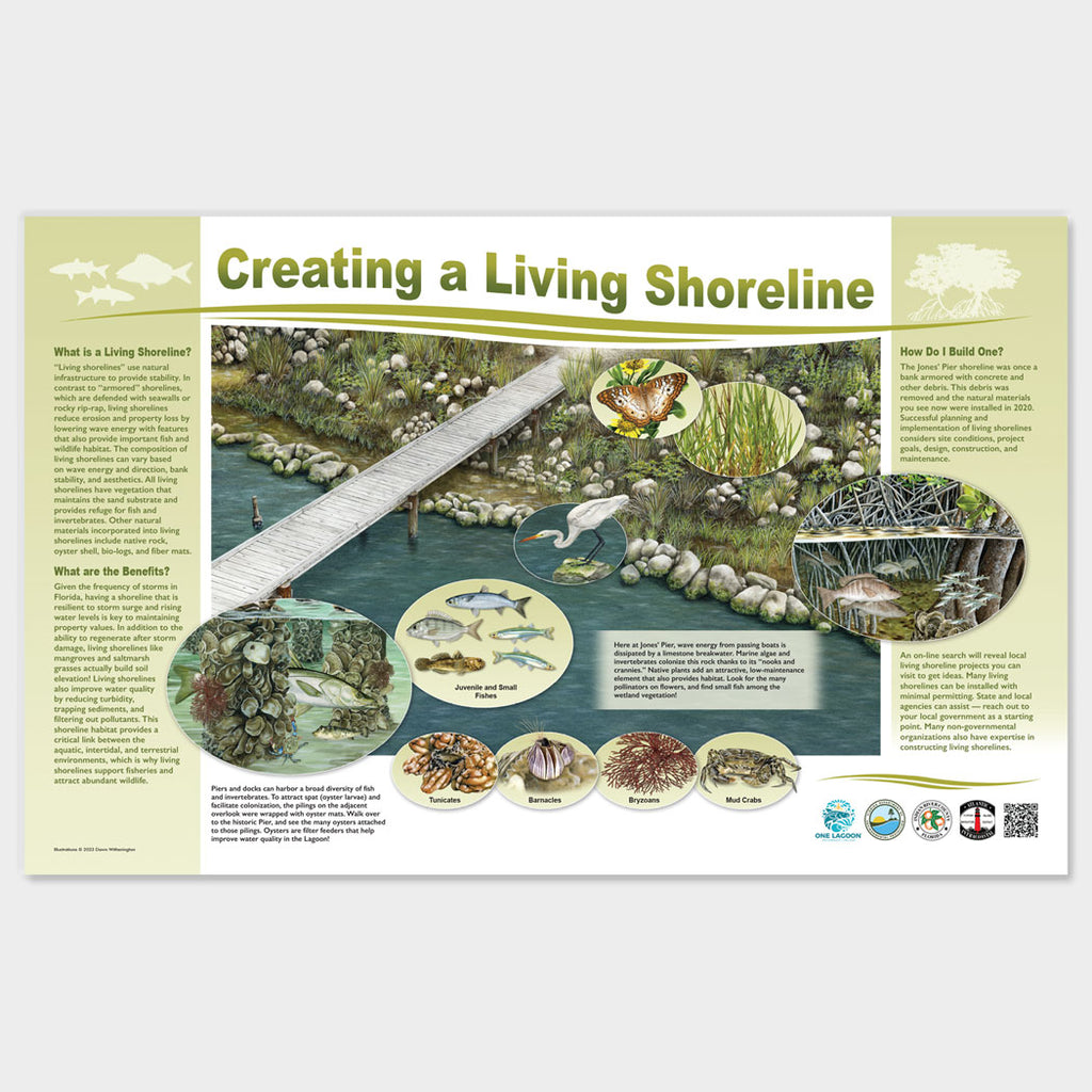 "Creating a Living Shoreline" Display Panel – drawnbydawn