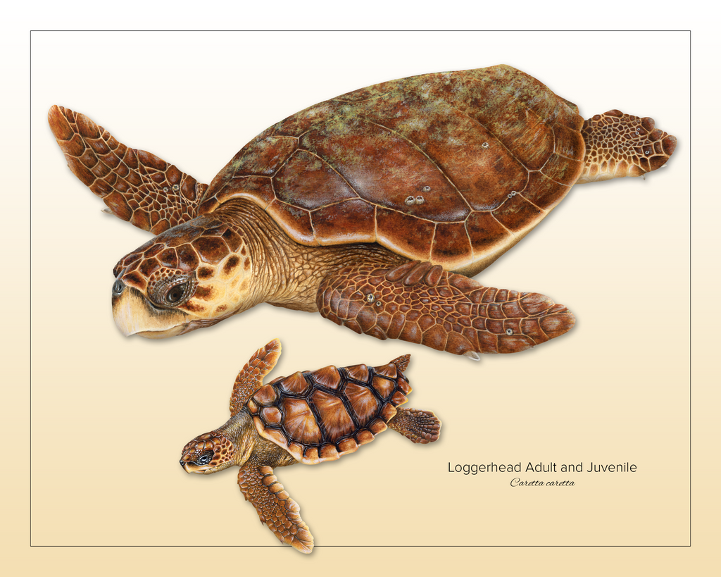 Loggerhead Adult and Juvenile Print – drawnbydawn