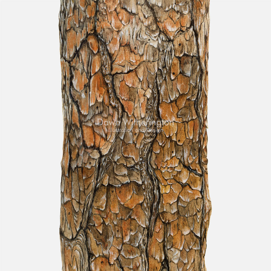 Longleaf Pine Bark – drawnbydawn