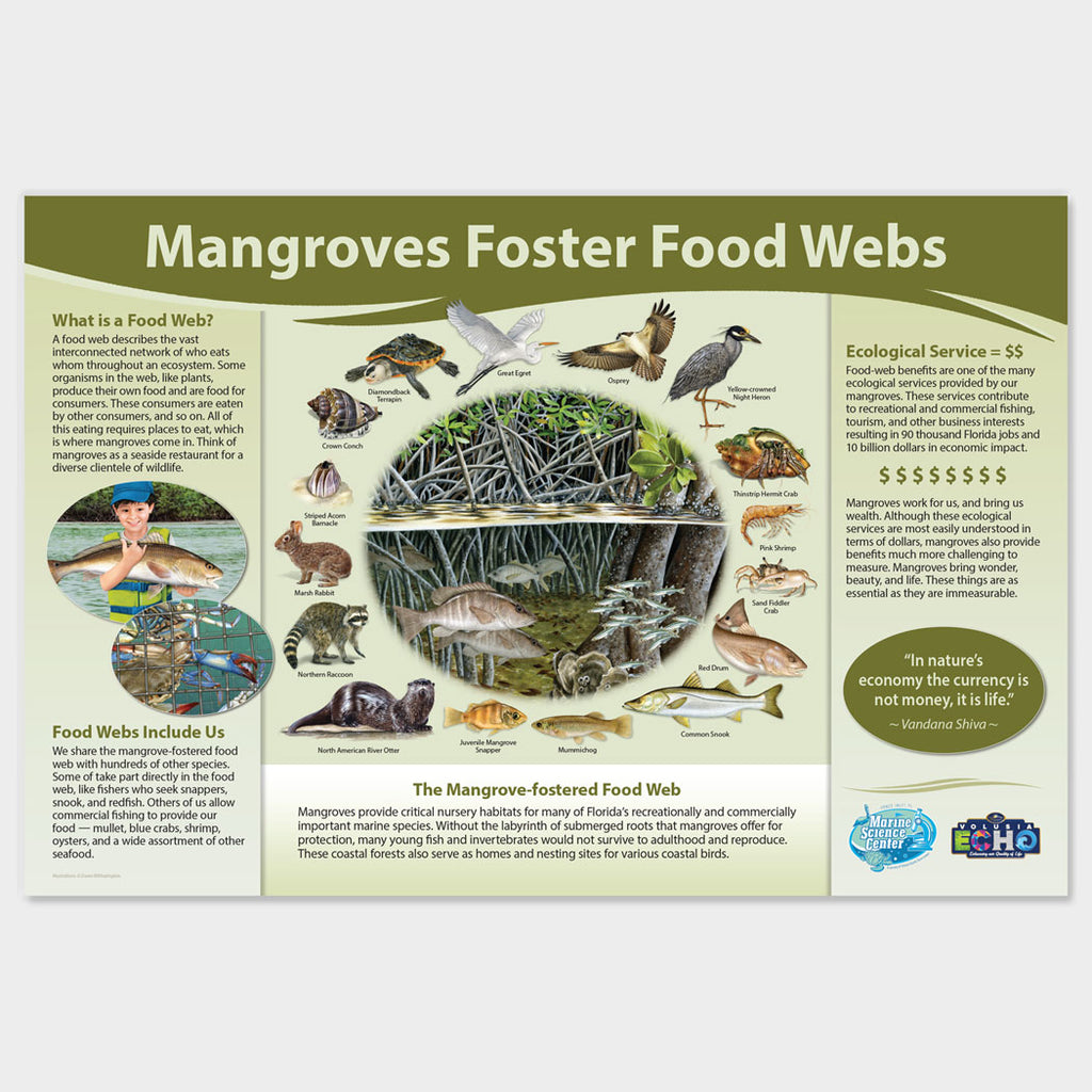 Marine Science Center "Mangroves Foster Food Webs" – drawnbydawn
