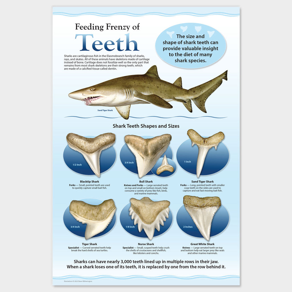 "Feeding Frenzy of Teeth" Display – drawnbydawn