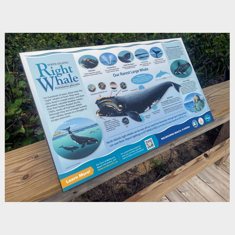 "Atlantic Right Whale" Signage – drawnbydawn