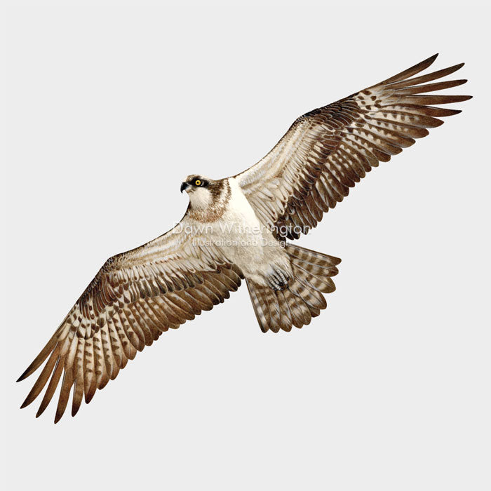 Osprey in Flight – drawnbydawn