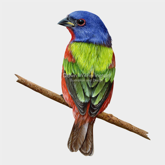 Painted Bunting – drawnbydawn
