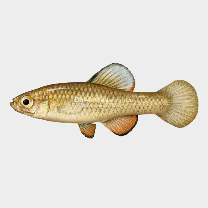 Rainwater Killifish – drawnbydawn