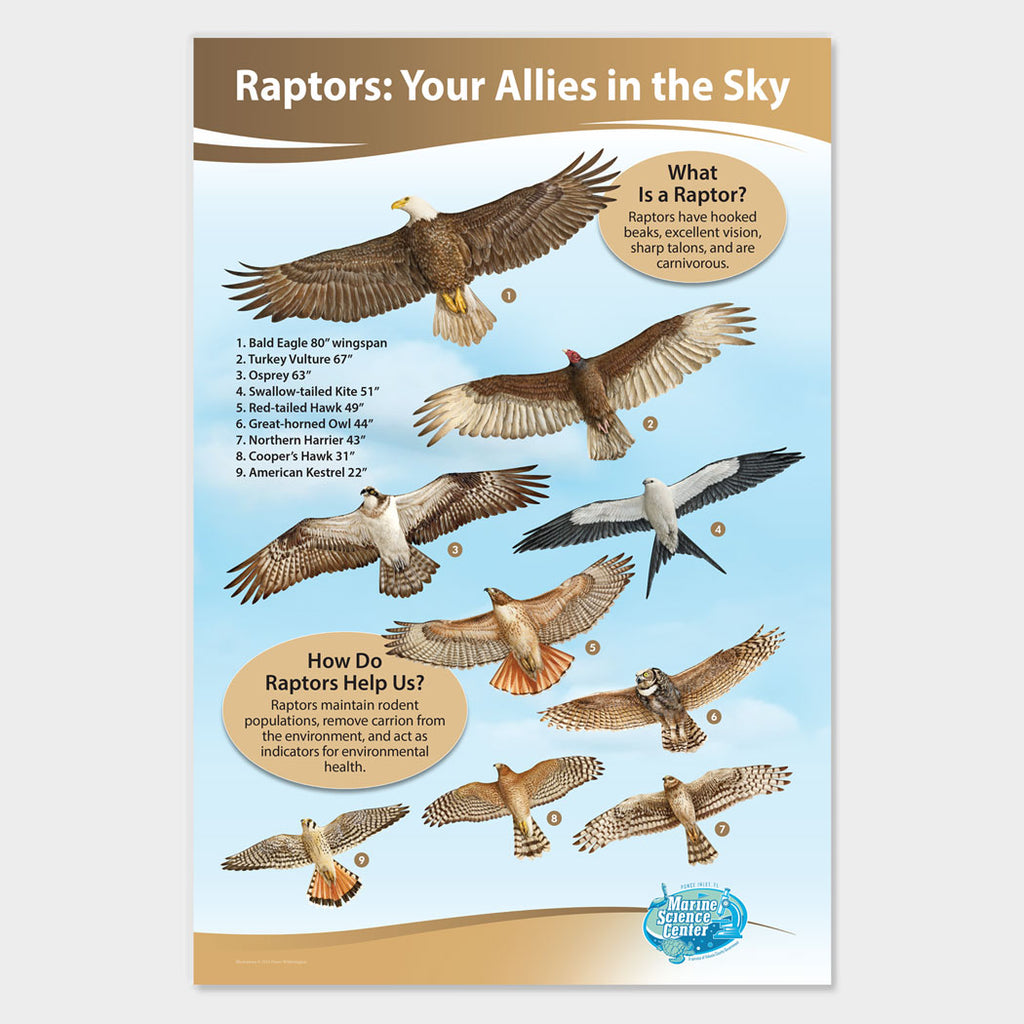 Marine Science Center "Raptors: Your Allies in the Sky" Signage ...