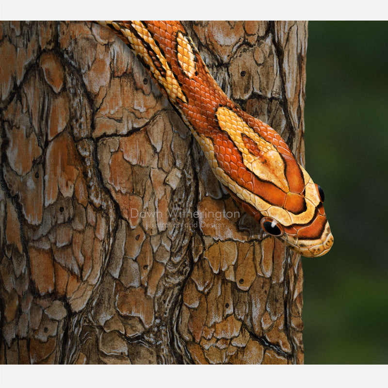 Red Cornsnake/Red Ratsnake on Pine – drawnbydawn