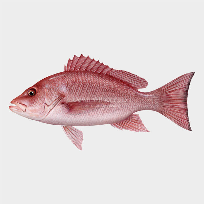 Northern Red Snapper – drawnbydawn