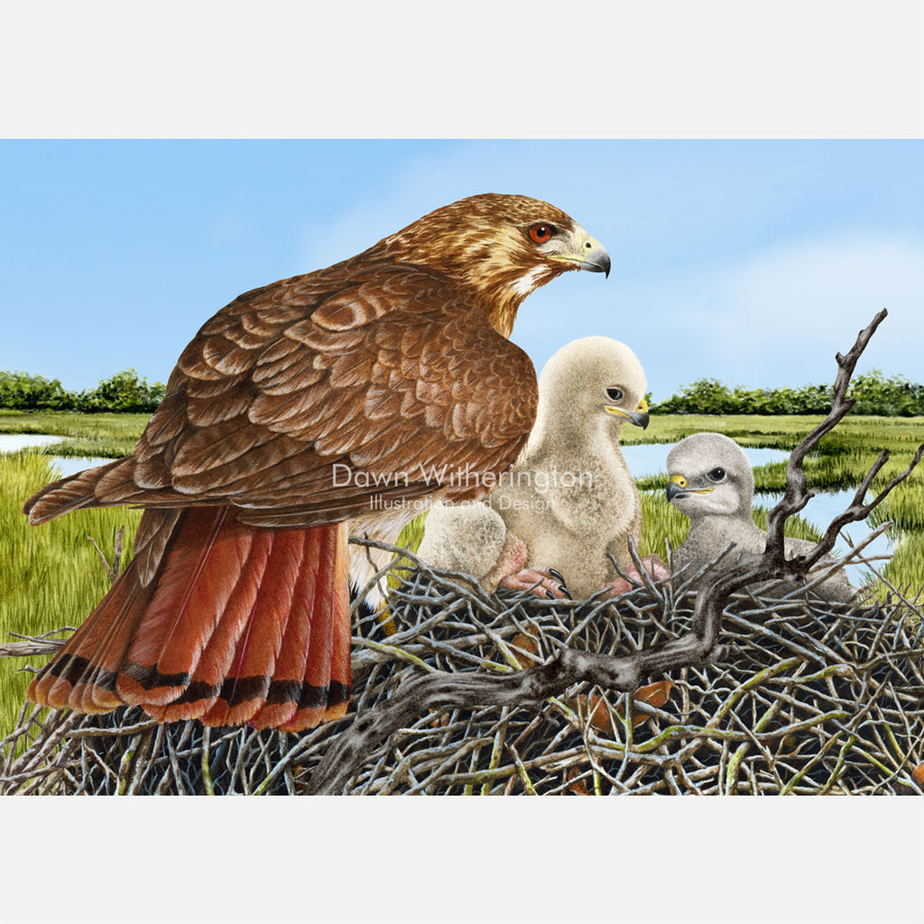 Red Tailed Hawk With Chicks Drawnbydawn