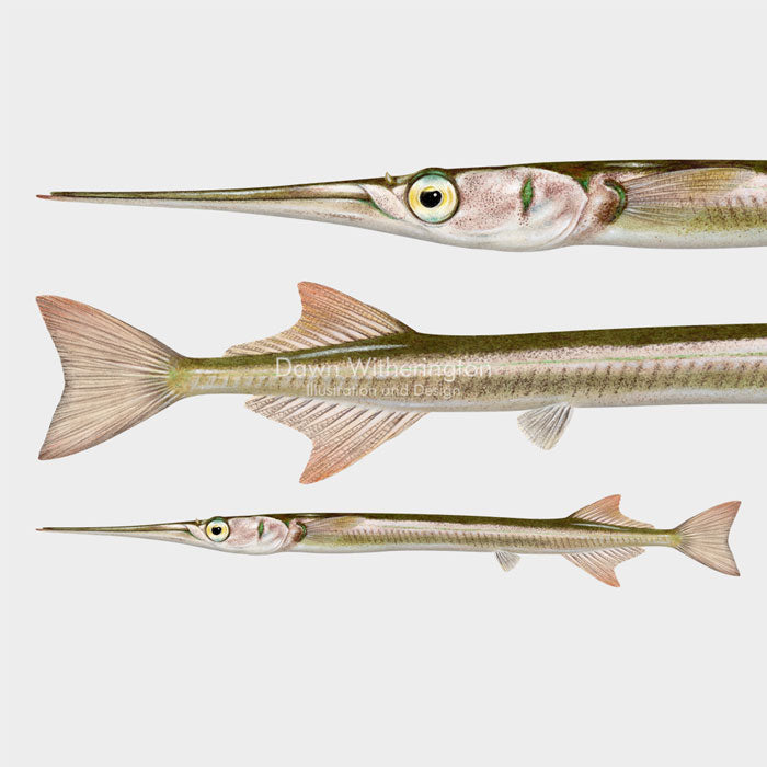 Redfin Needlefish – drawnbydawn