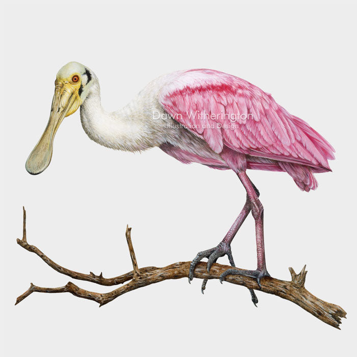 Roseate Spoonbill – drawnbydawn