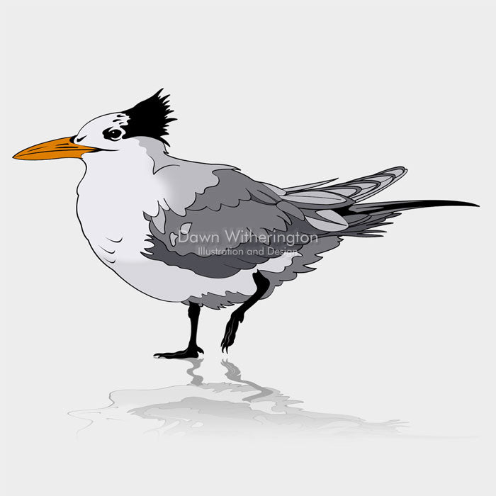 Royal Tern – drawnbydawn