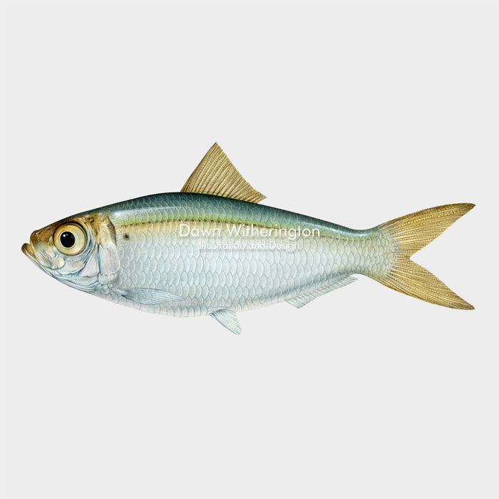 Scaled Sardine – drawnbydawn