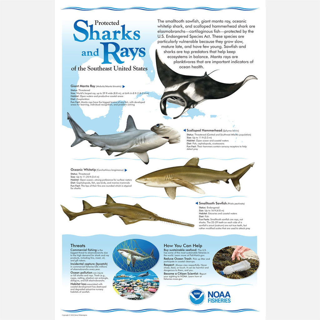 "Protected Sharks and Rays" Poster – drawnbydawn