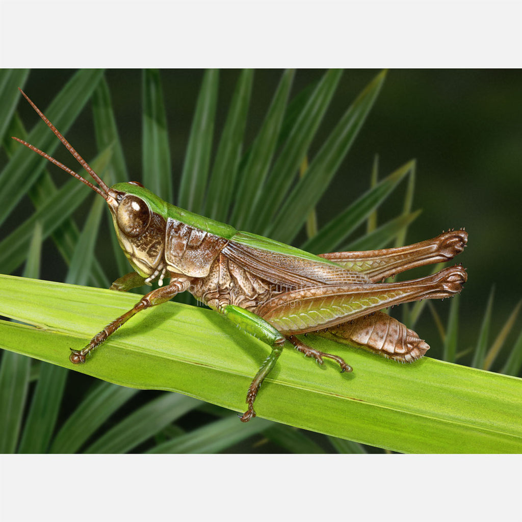 Slant-faced Grasshopper on Saw Palmetto – drawnbydawn