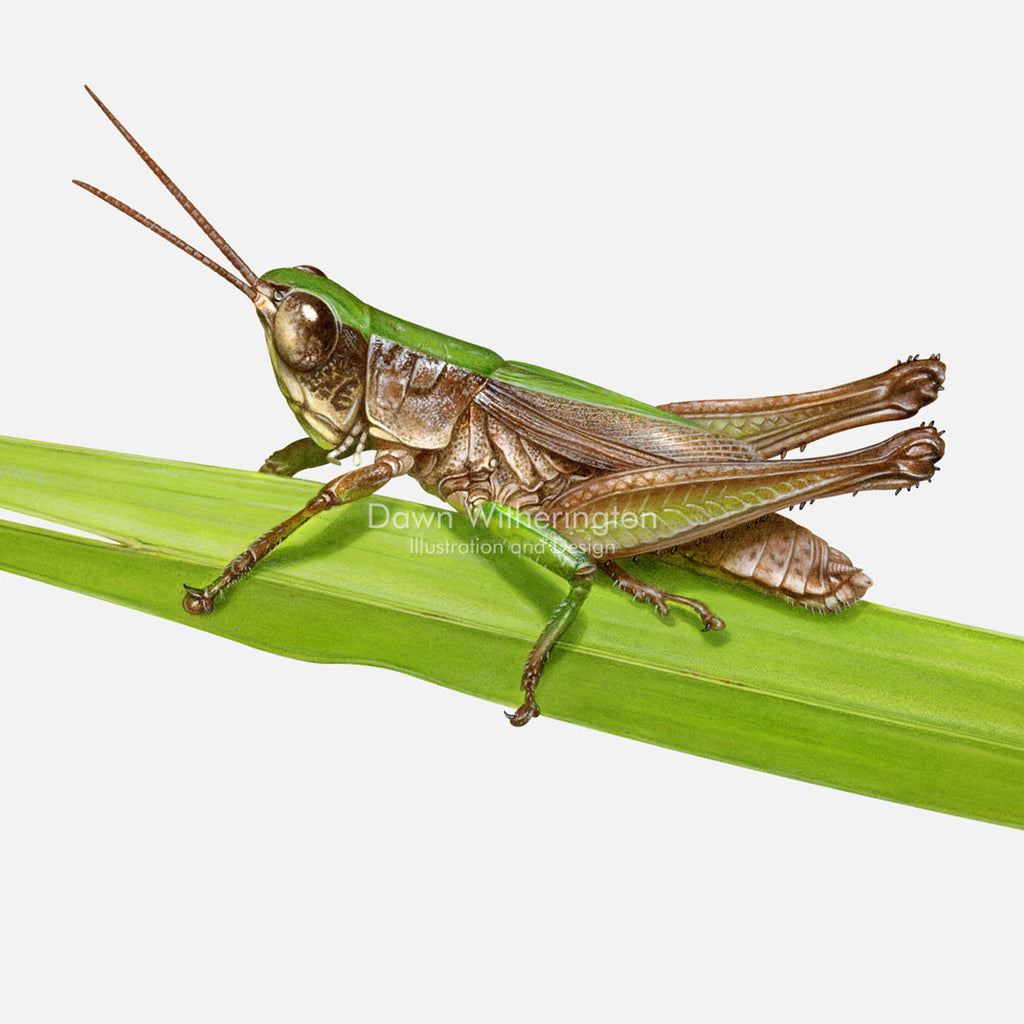 Slant-faced Grasshopper – drawnbydawn