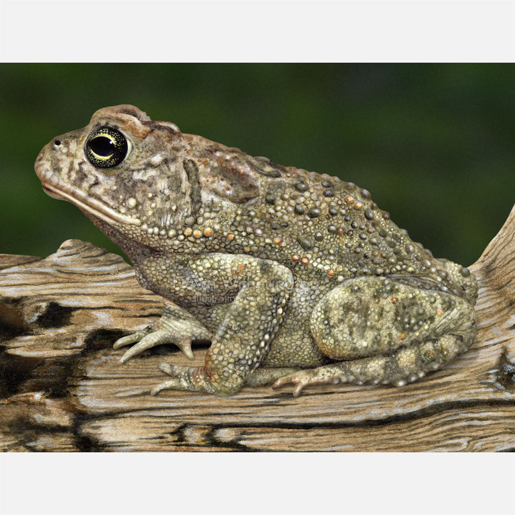 Southern Toad on a Log – drawnbydawn