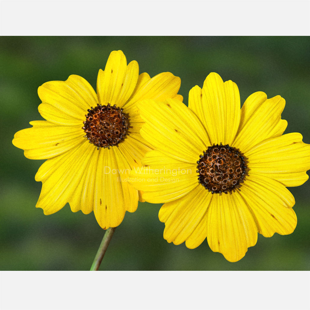 Leavenworth's Tickseed – drawnbydawn