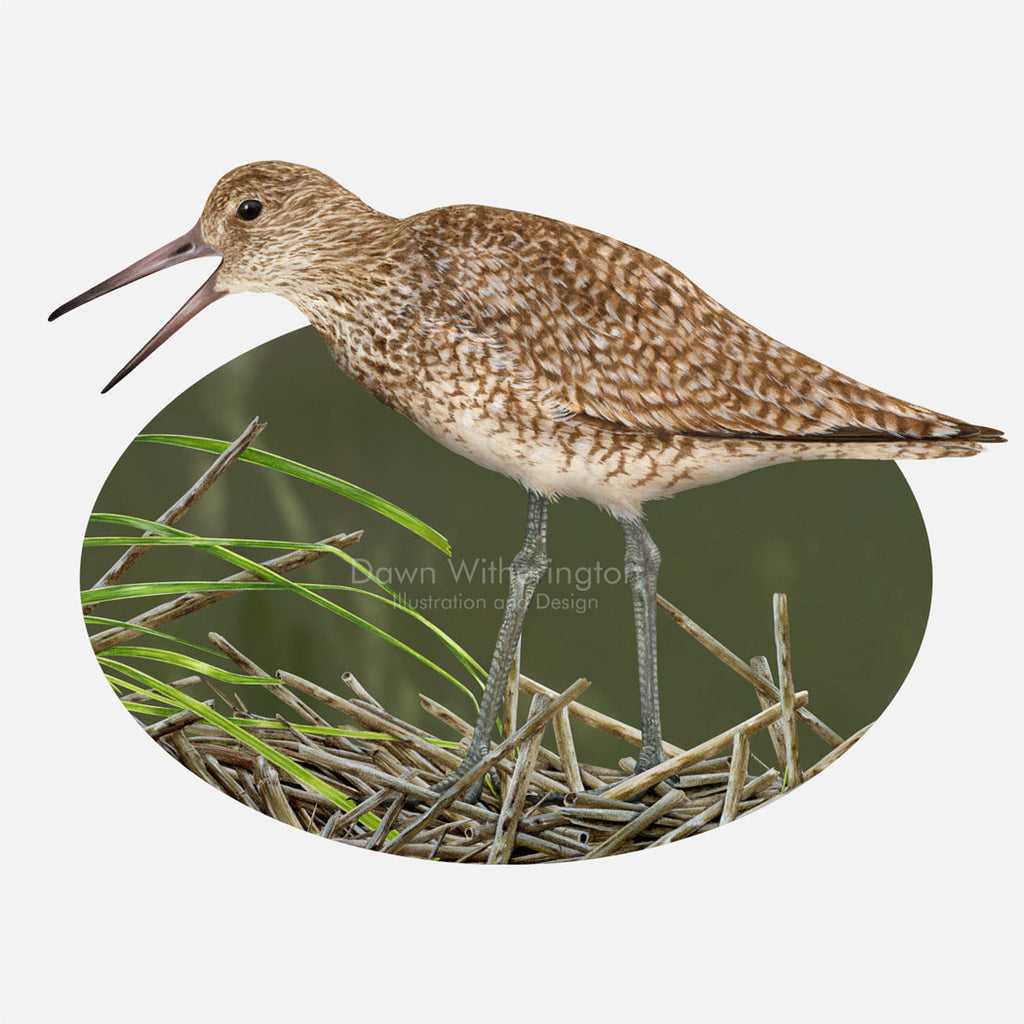 Eastern Willet Guarding its Nest – drawnbydawn