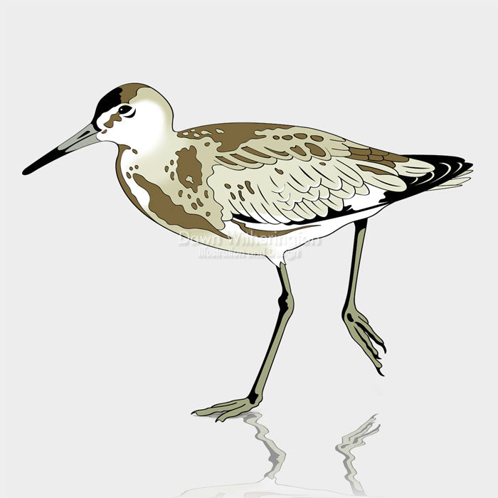 Willet – drawnbydawn
