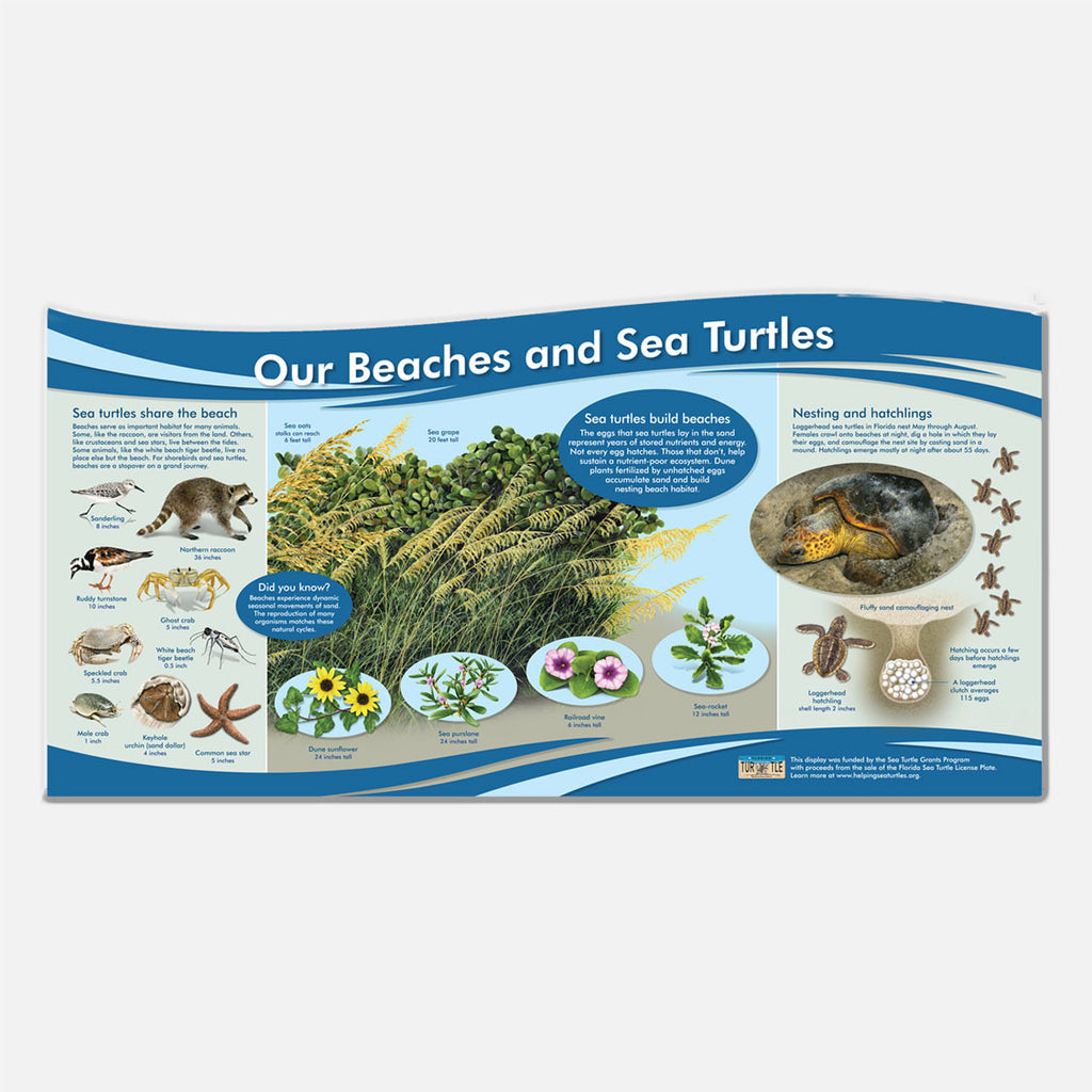 "Our Beaches and Sea Turtles" Display Panel – drawnbydawn