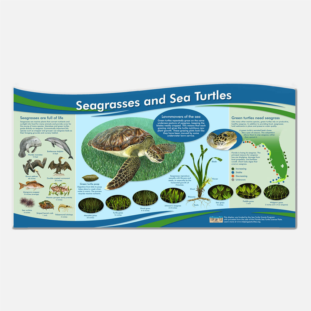 "Seagrasses and Sea Turtles" Display Panel – drawnbydawn
