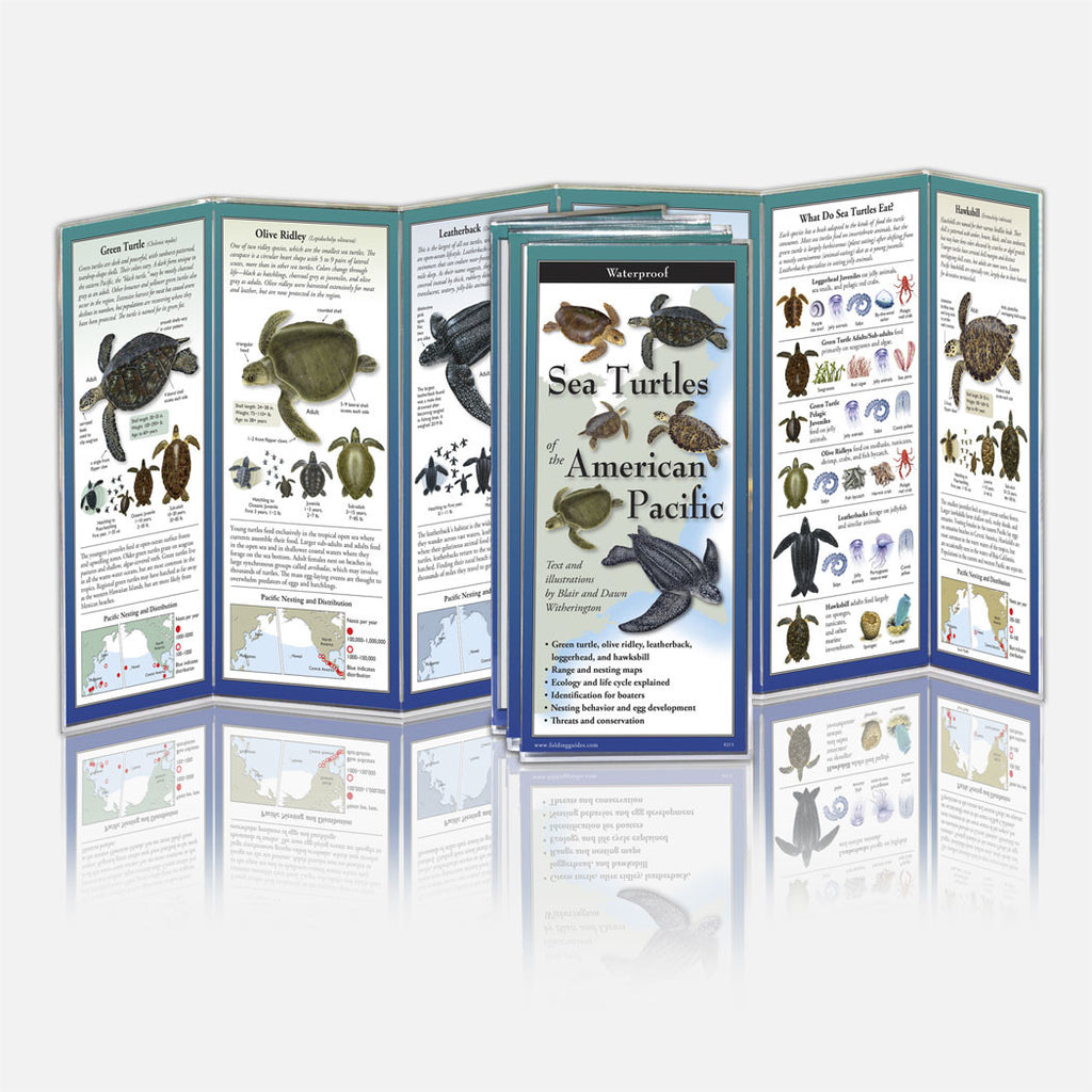 Sea Turtles of the American Pacific FoldingGuide™ by Blair and Dawn Wi ...