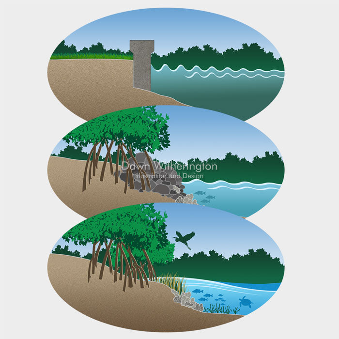 Graphic of Different Shoreline Types – drawnbydawn