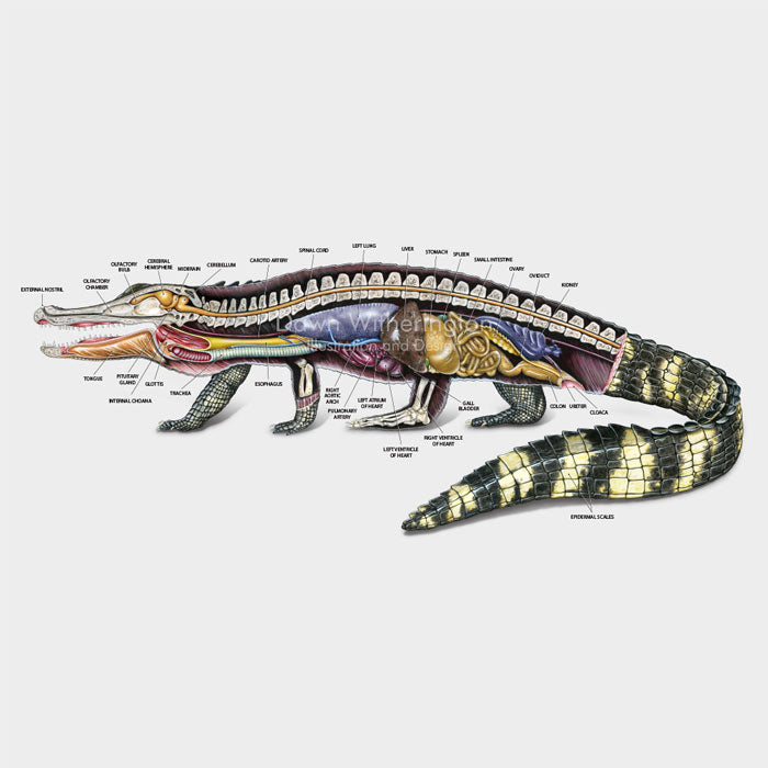 American Alligator Anatomy – drawnbydawn