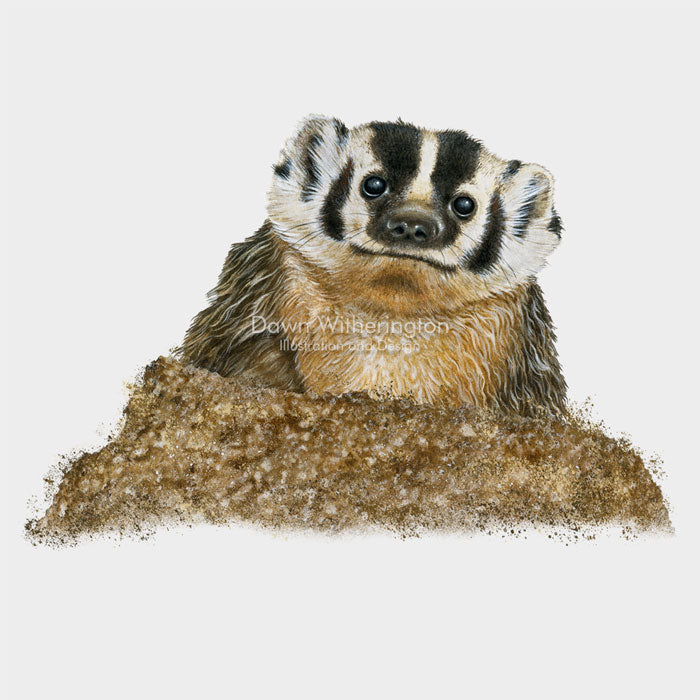 American Badger – drawnbydawn
