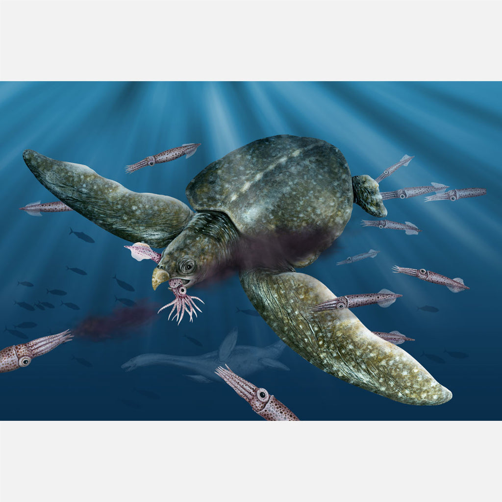 Archelon Sea Turtle Feeding on Belemnites – drawnbydawn