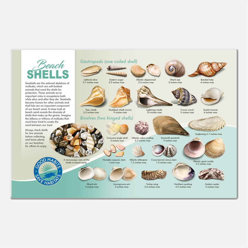 "Beach Shells" Signage – drawnbydawn