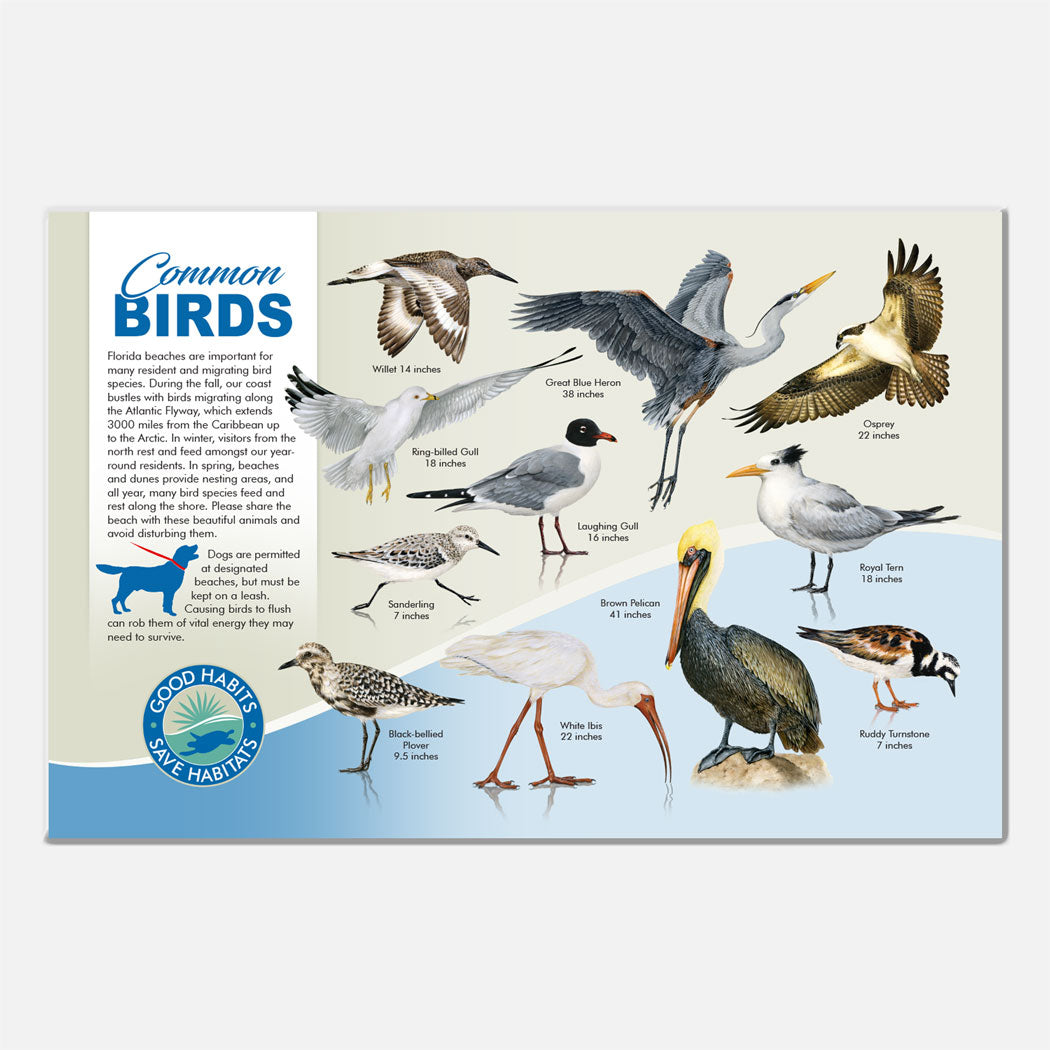 Identify Florida Wild Birds