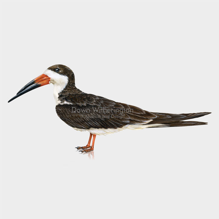Black Skimmer – drawnbydawn